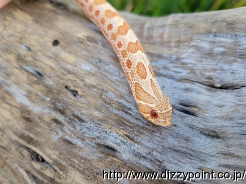 シシバナヘビ“アルビノ” | ヘビ | 爬虫類専門店 DIZZY POINT 東京店